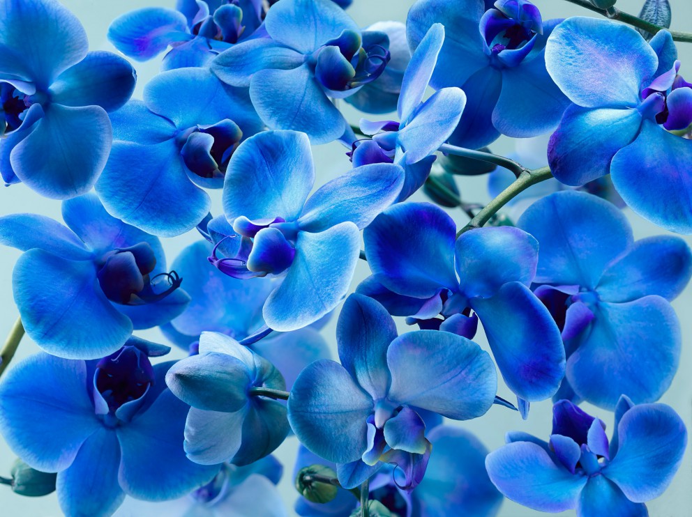 orchid-blue